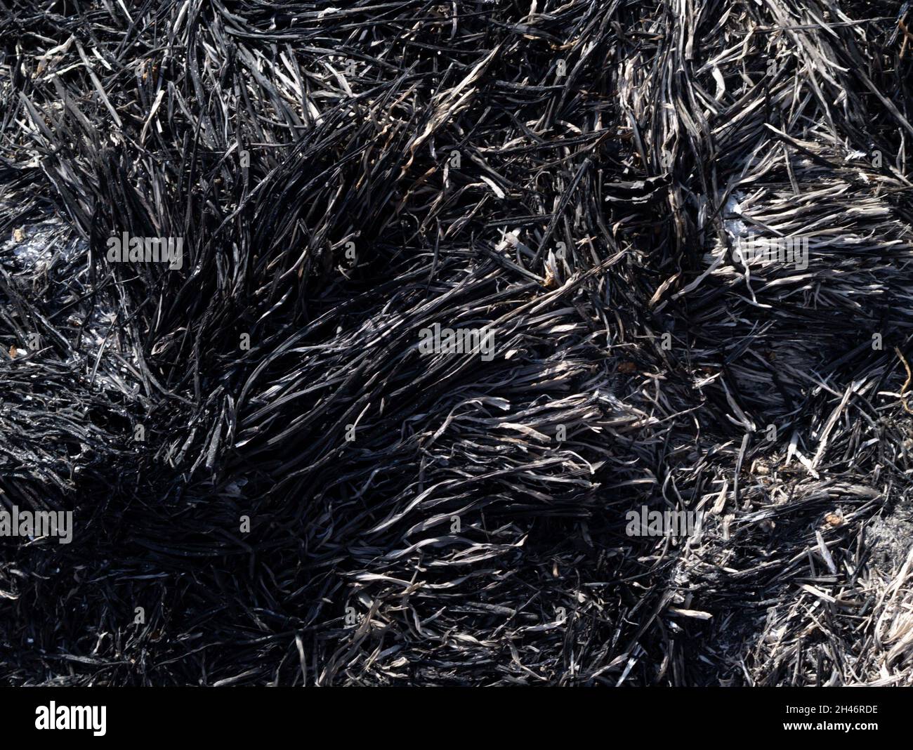 Burnt grass texture outdoors Stock Photo - Alamy