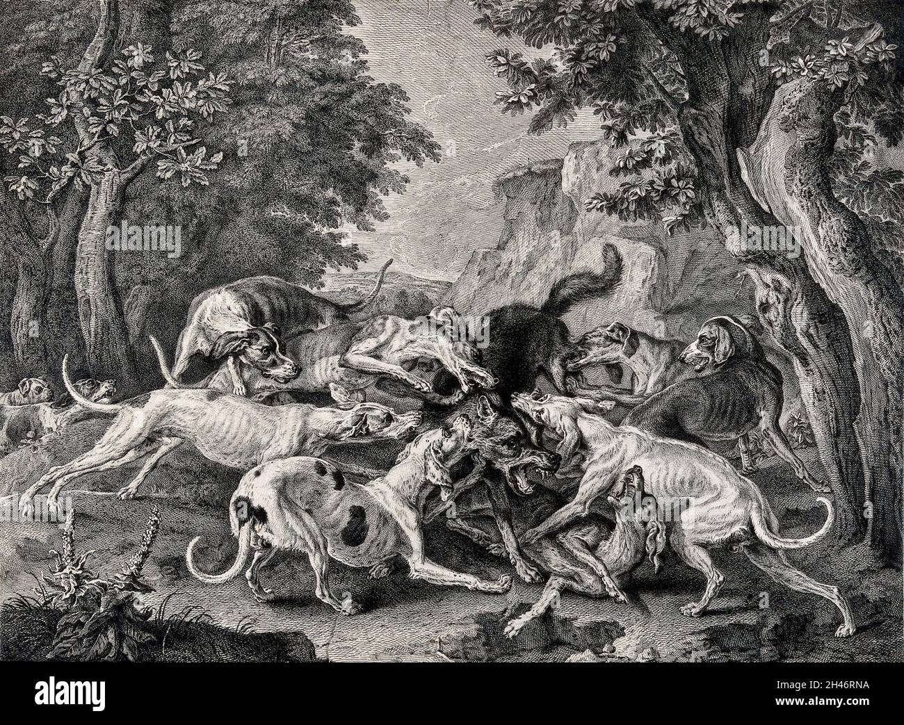 Ferociously hi-res stock photography and images - Alamy