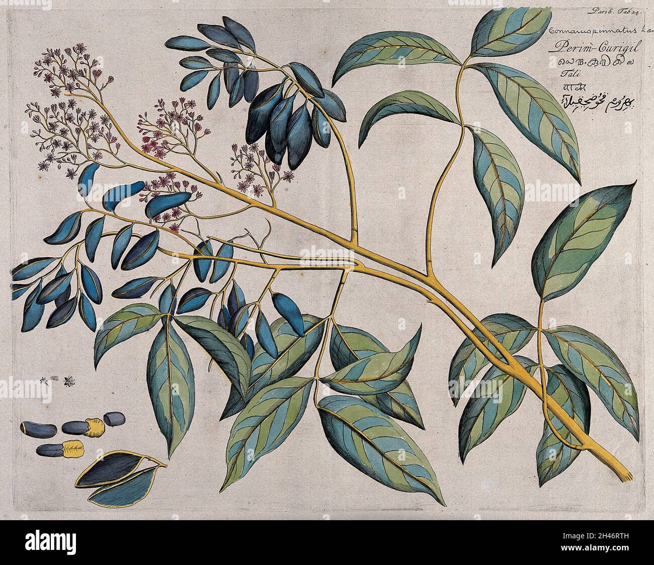 Connarus pinnatus Lam.: branch with flowers and fruit and separate ...