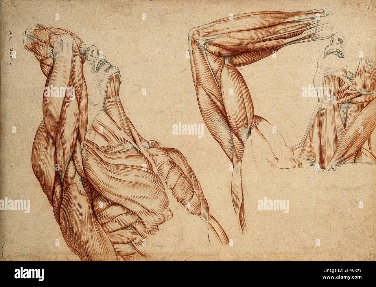 Muscles and tendons of the neck, arm and trunk: two écorché figures ...