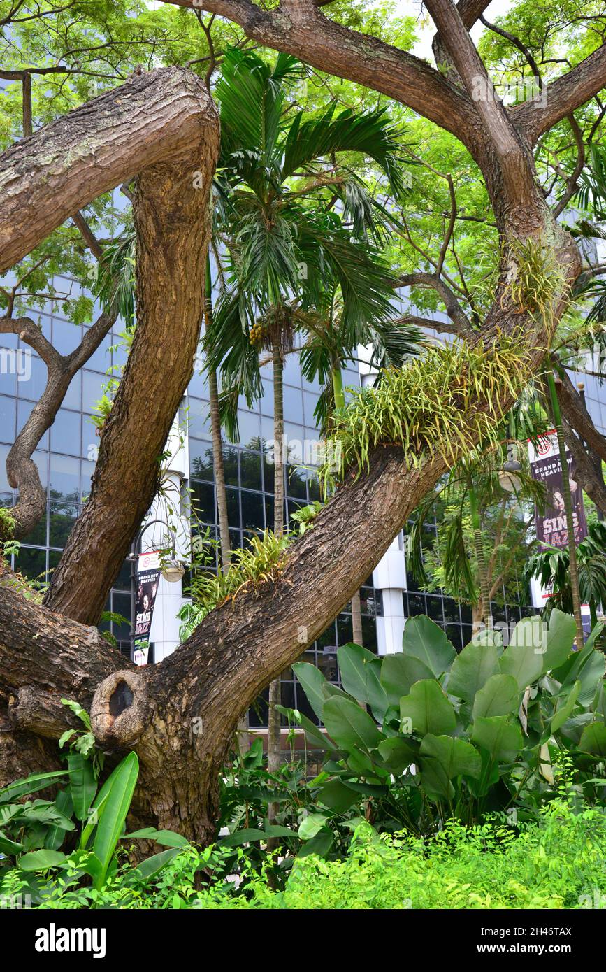Singapore trees hi-res stock photography and images - Alamy