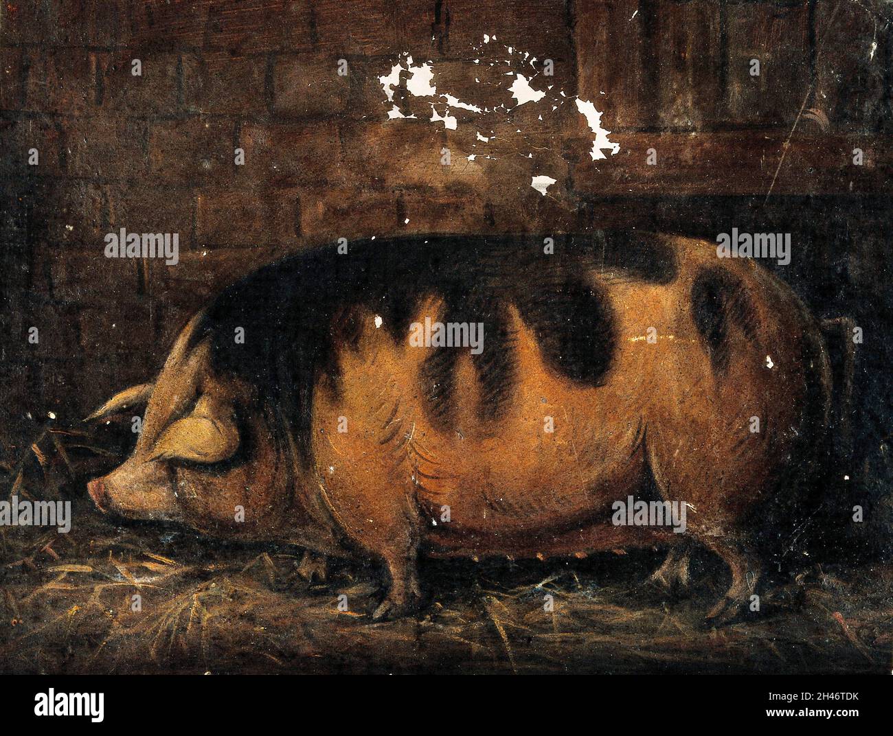 A sow in the straw. Oil painting by S. Jenner, 1820/1840 Stock Photo ...