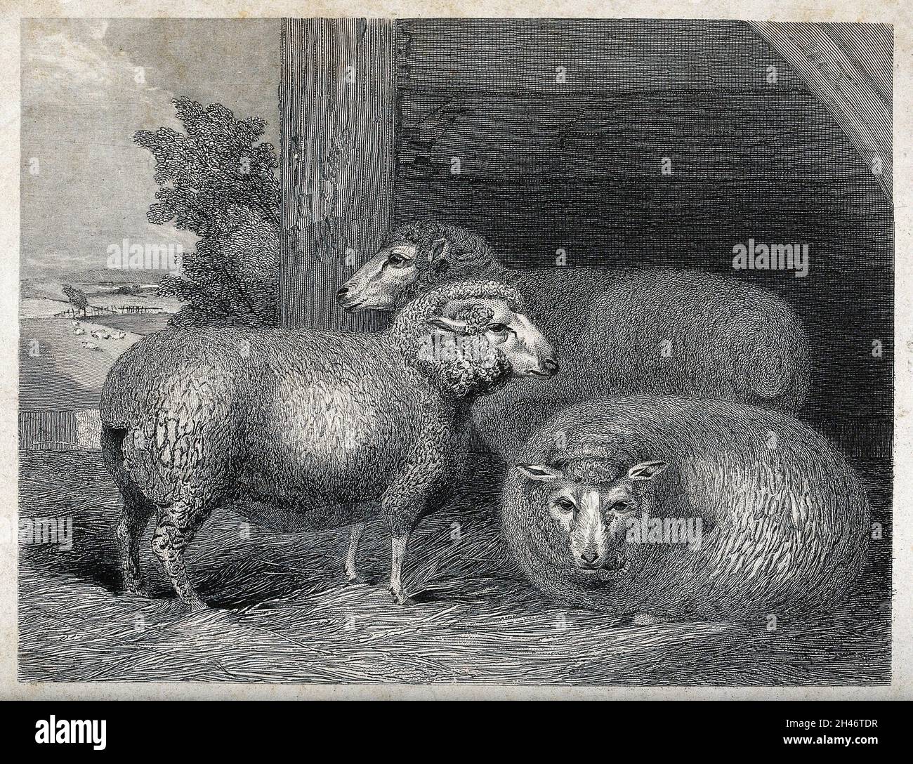 Three anglo-merino sheep in an open stall. Etching, ca 1839 Stock Photo ...