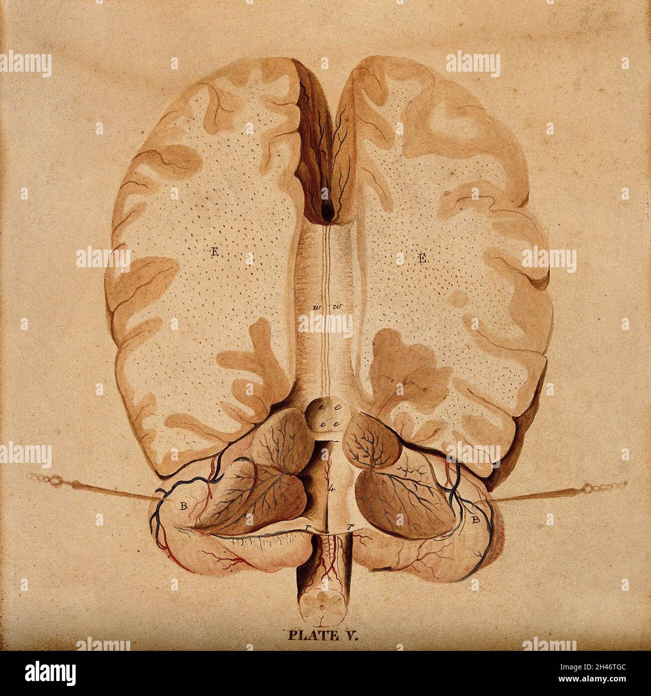 Brain: horizontal section. Watercolour after(?) W.H. Lizars, ca. 1826 ...