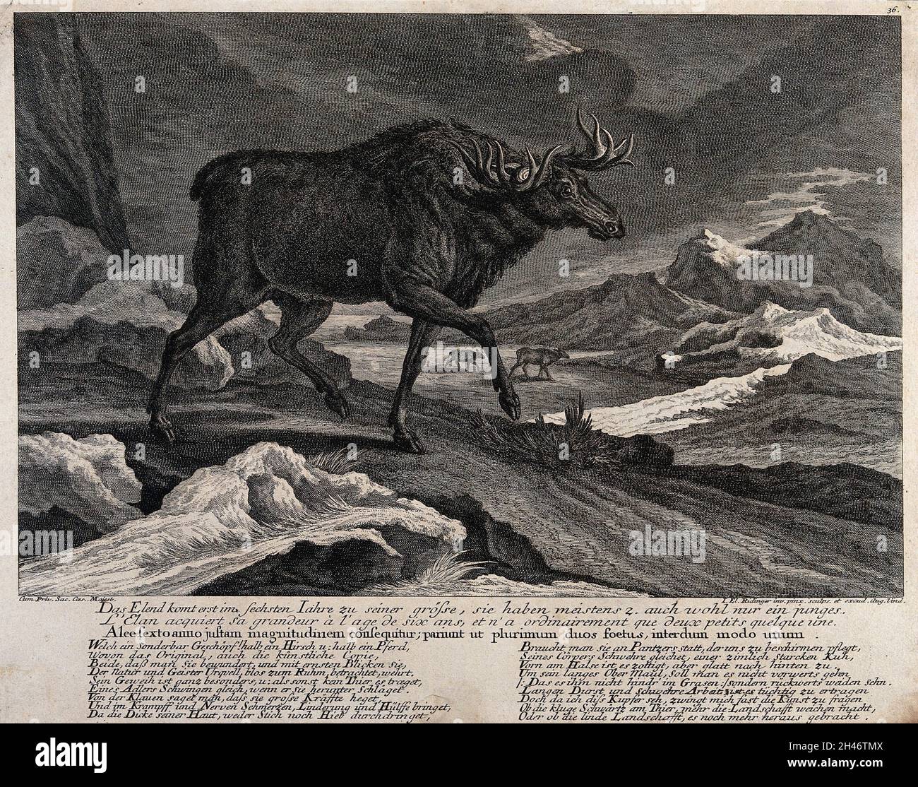 An elk walking through a snowy landscape in the mountains with other ...