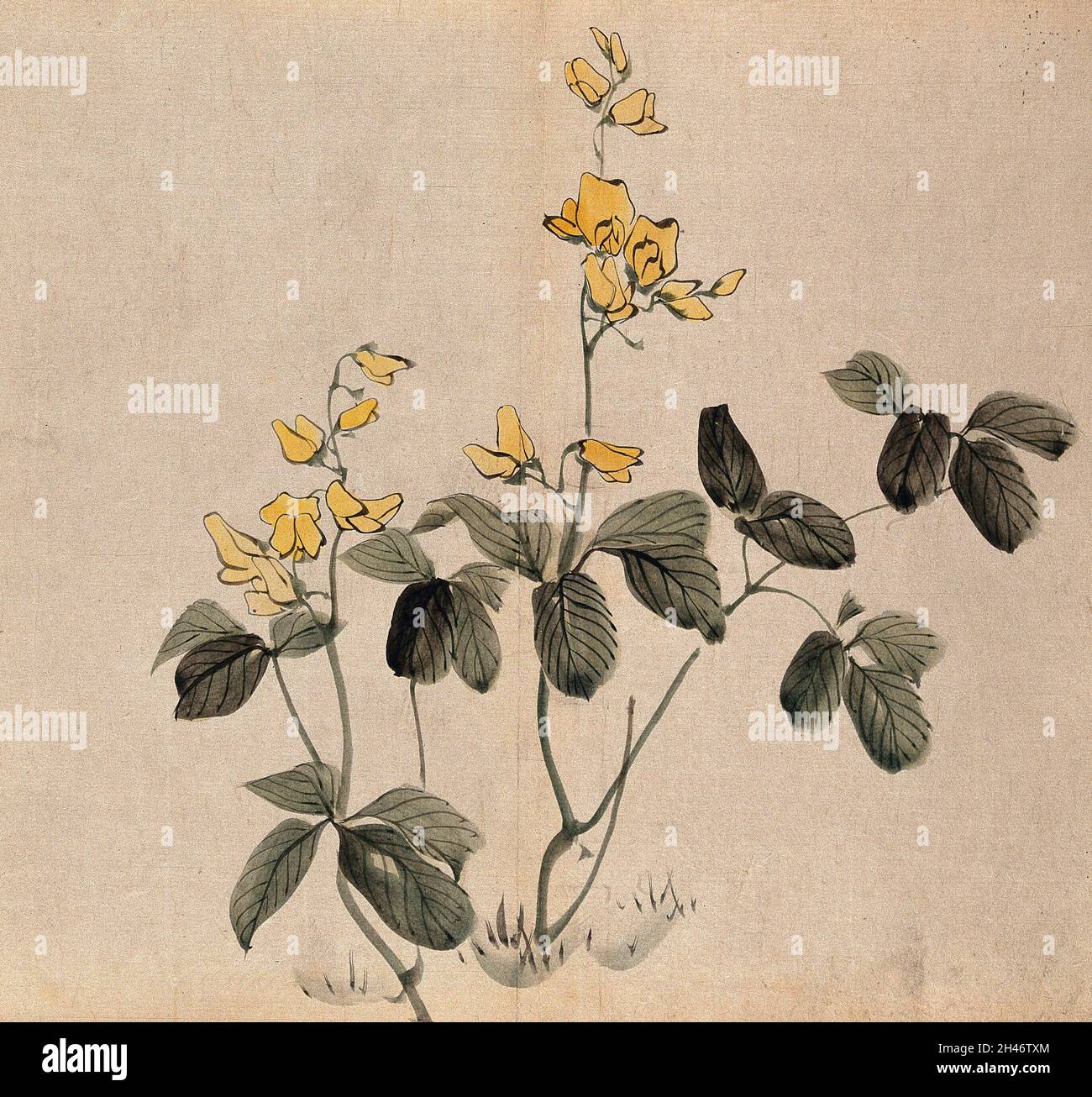 Leguminous flowering plants hi-res stock photography and images - Alamy