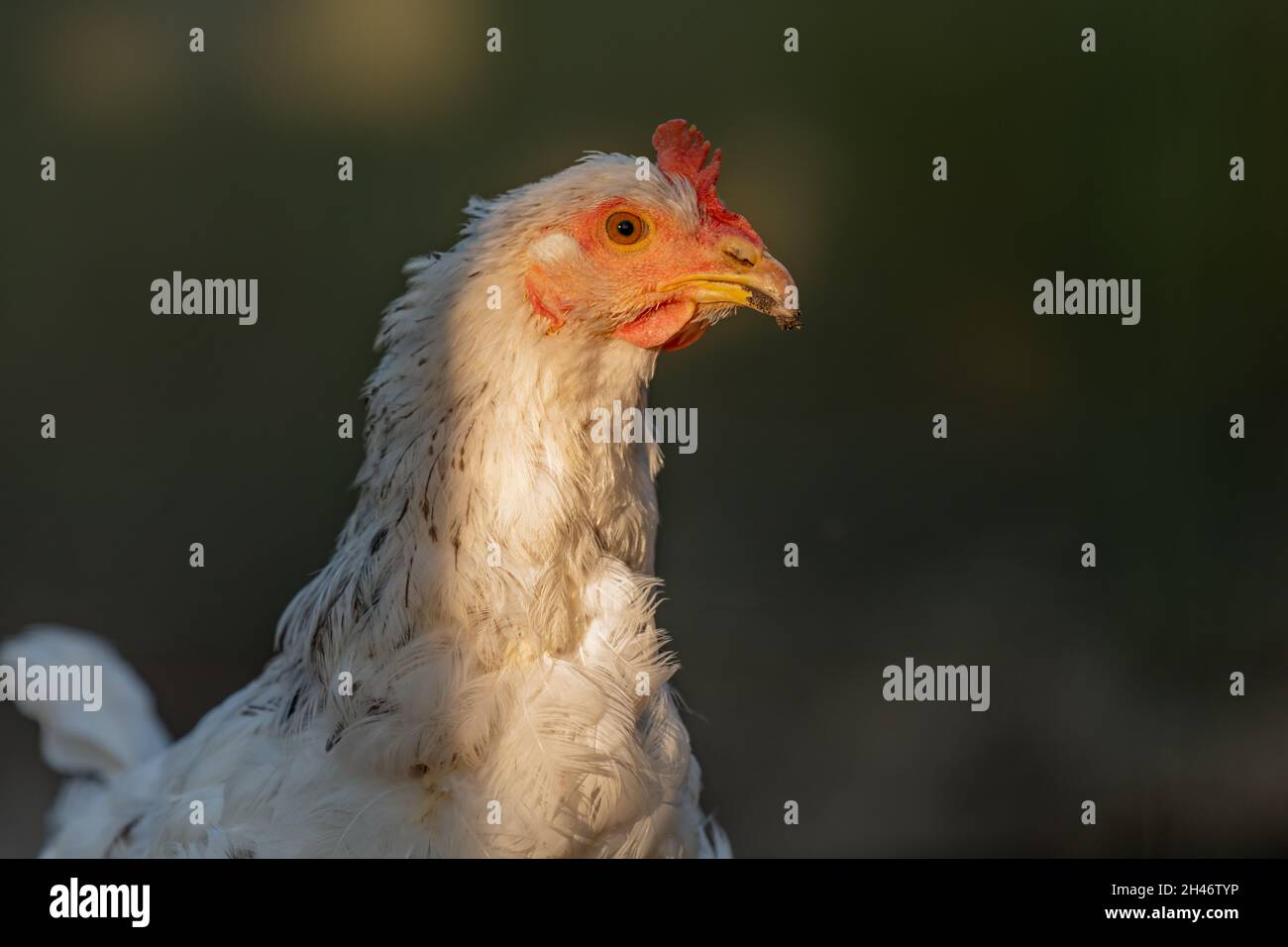 Rural farmhouse portrait hi-res stock photography and images - Alamy