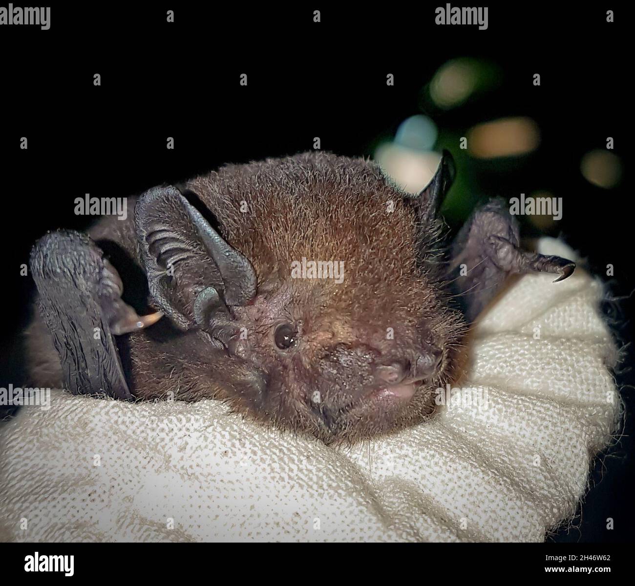 Wellington. 1st Nov, 2021. Undated file photo shows a long-tailed bat ...