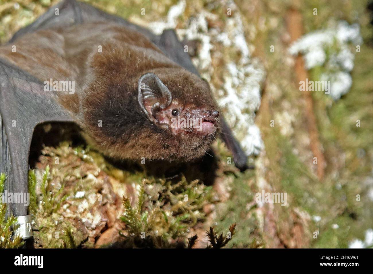Long tailed bat new zealand hi-res stock photography and images - Alamy