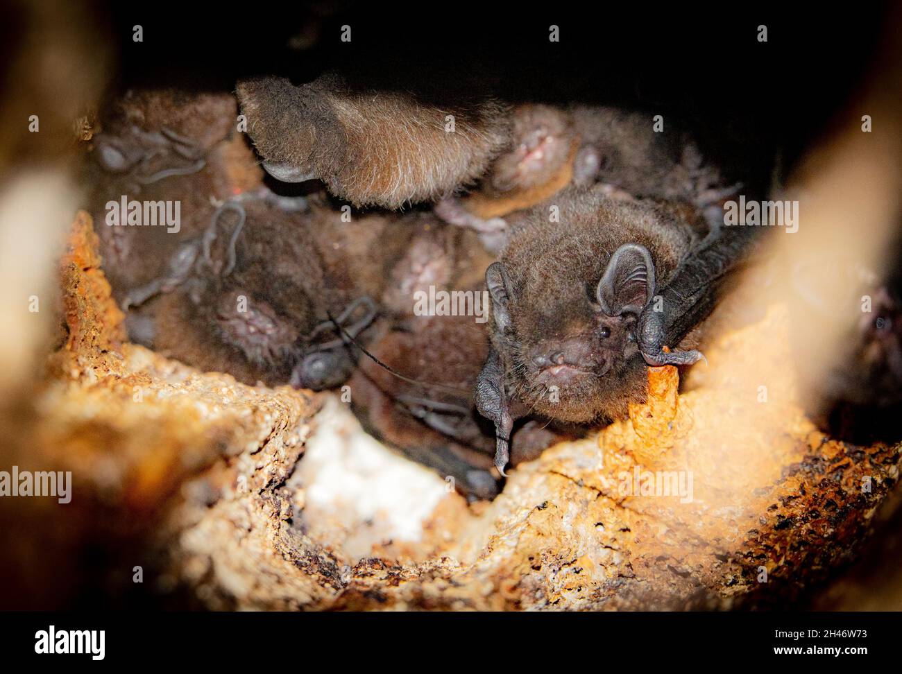Wellington. 1st Nov, 2021. Undated file photo shows two long-tailed ...