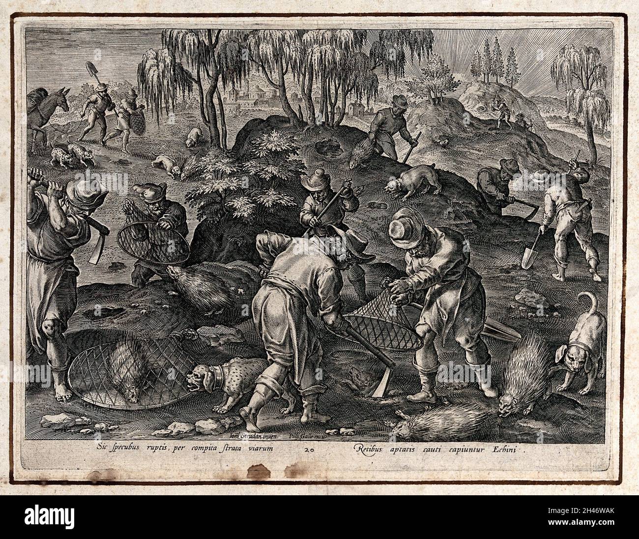 Hunting: watching for hedgehogs and covering them with close fitting ...