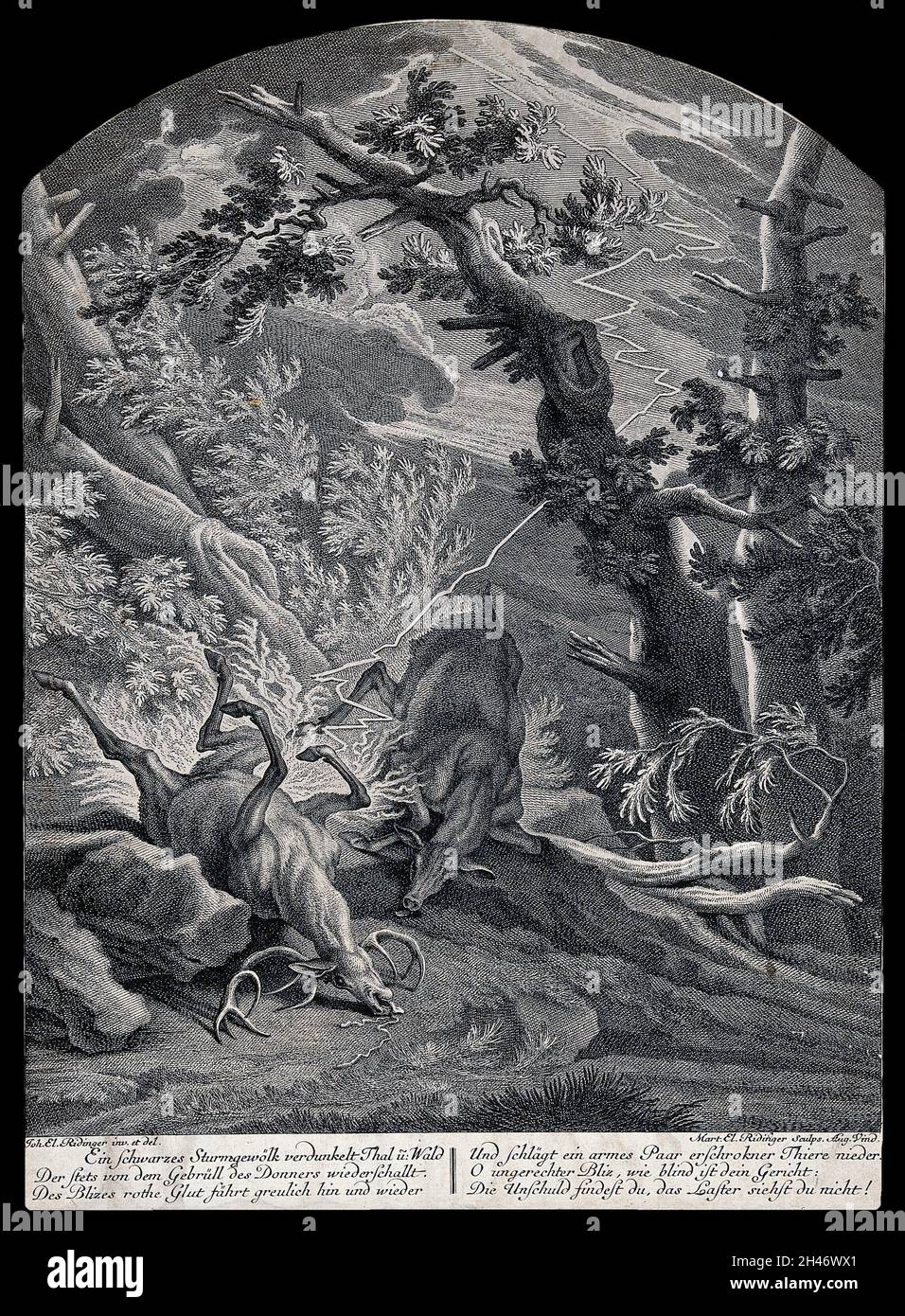 Two deer struck by lightning in the forest. Etching by M. E. Ridinger ...