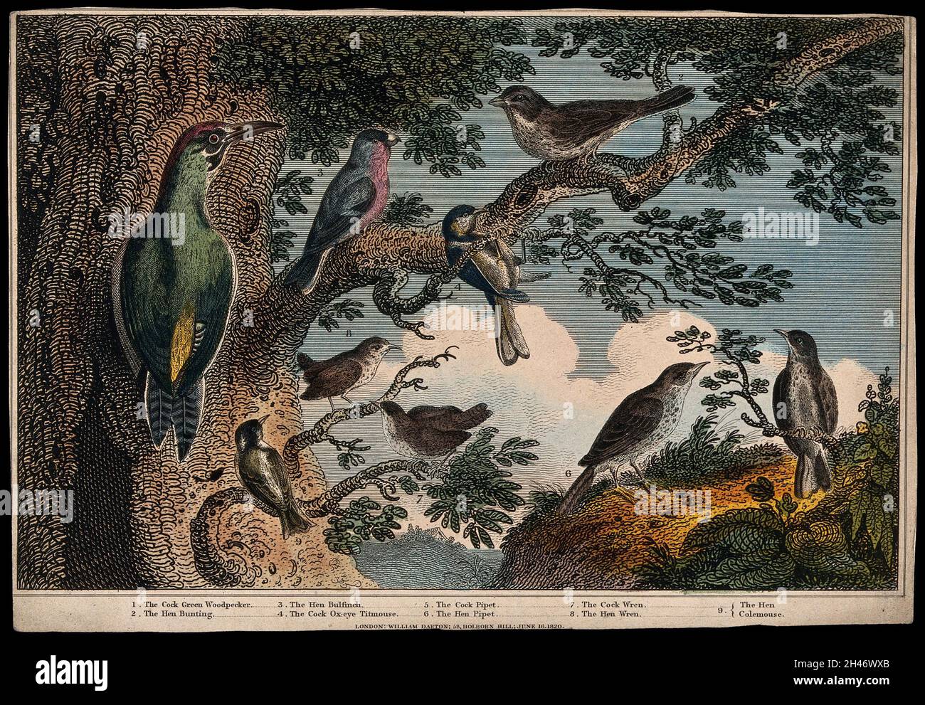 Nine birds hi-res stock photography and images - Alamy