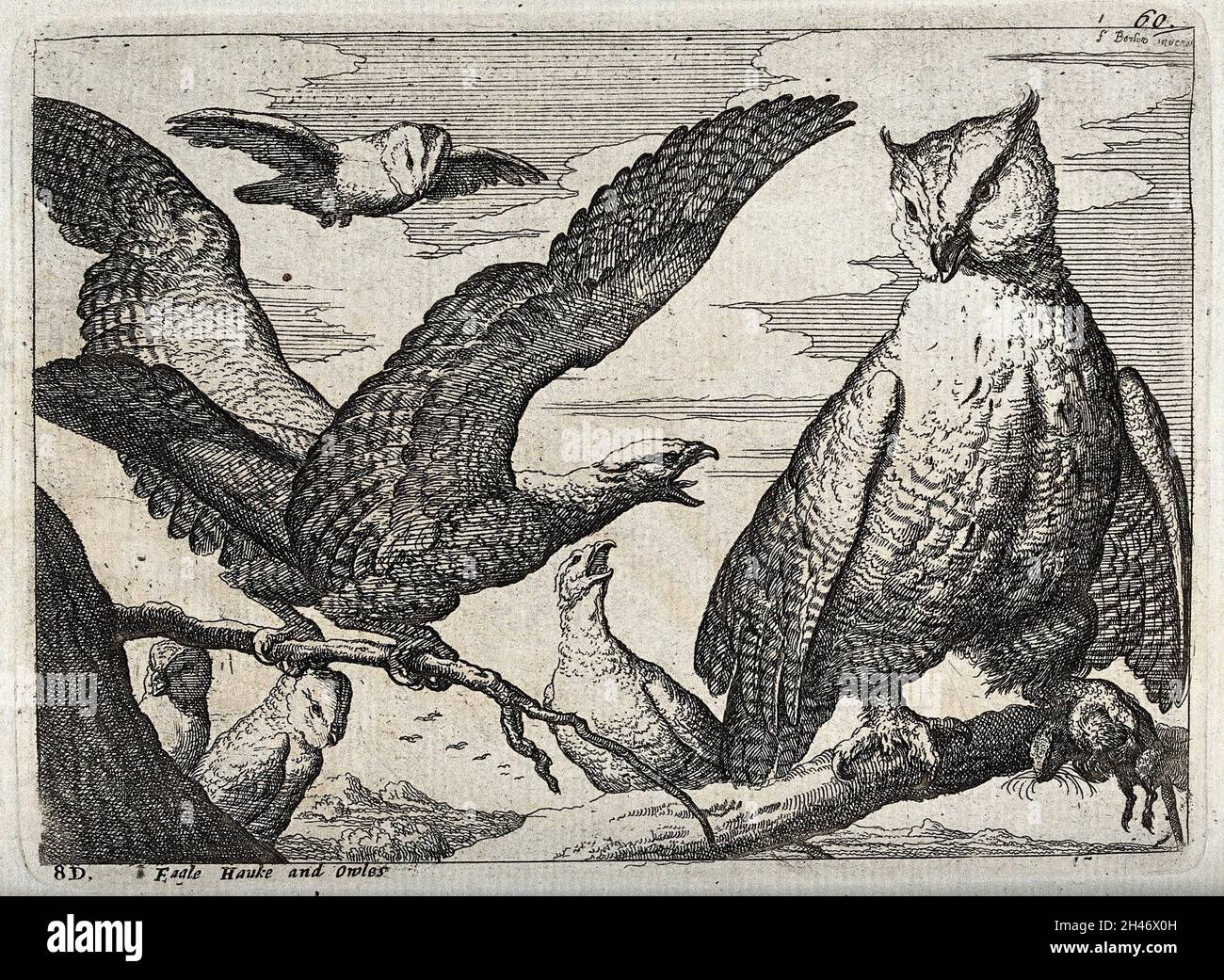 Screeching eagles hi-res stock photography and images - Alamy