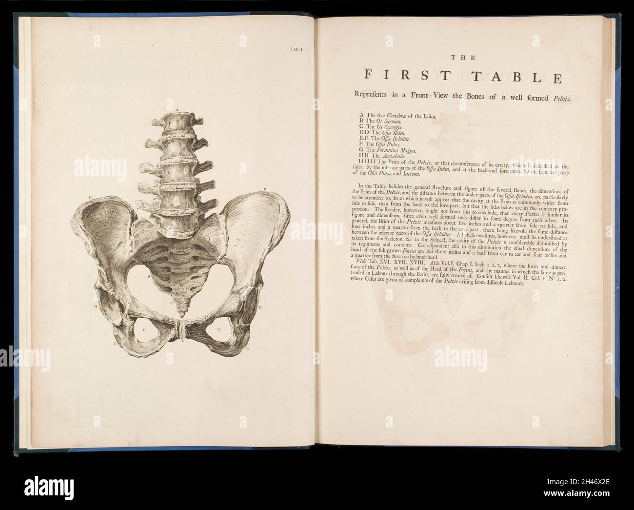 The first table from "A sett of anatomical tables Stock Photo - Alamy