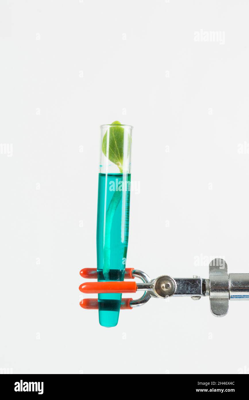 Genetic modification of plants Stock Photo - Alamy