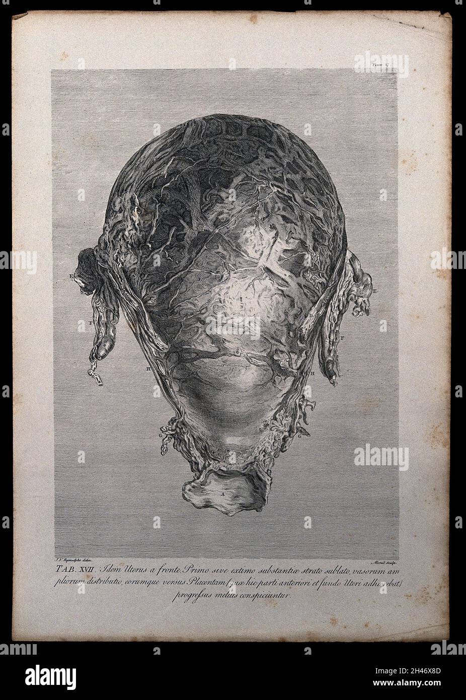 Dissection of the pregnant uterus at eight months, showing the ...