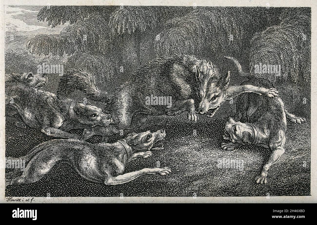 Hunting dogs snapping at the heels of a wolf in the last stages of a ...