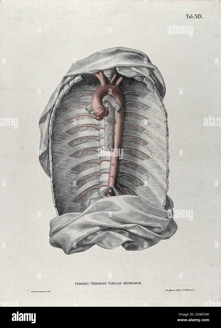 Dissection of the thorax, with the aortic arch, arteries and blood ...