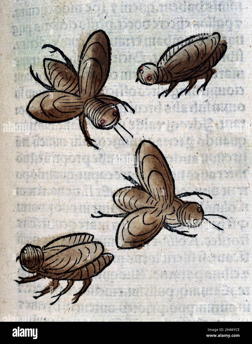 Four insects, possibly bees, woodcut, 1547 Stock Photo - Alamy