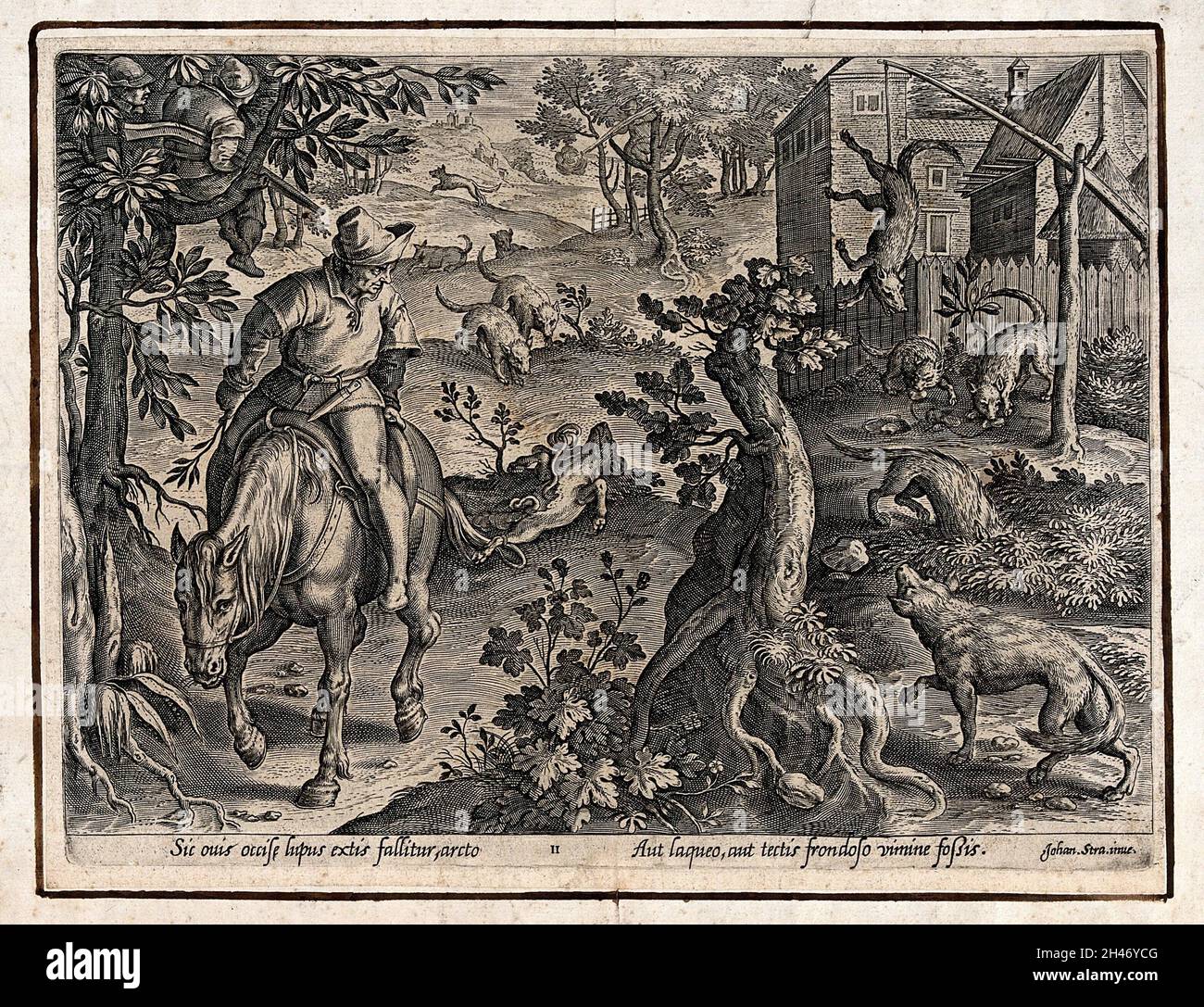 Hunting: wolves are attracted by a ram's carcass, are trapped in snares ...