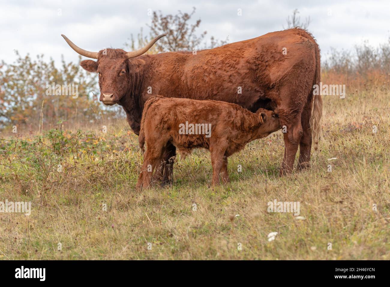 Salers cow suckling her calf in a pasture Stock Photo - Alamy