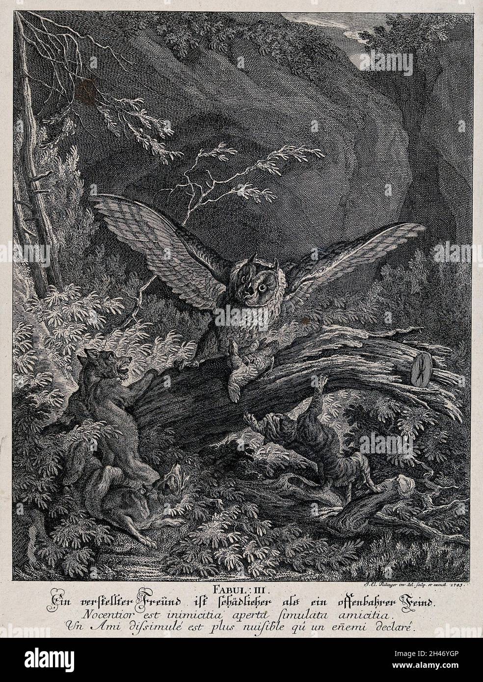 An owl is about to settle on its prey when it is attacked by two foxes ...