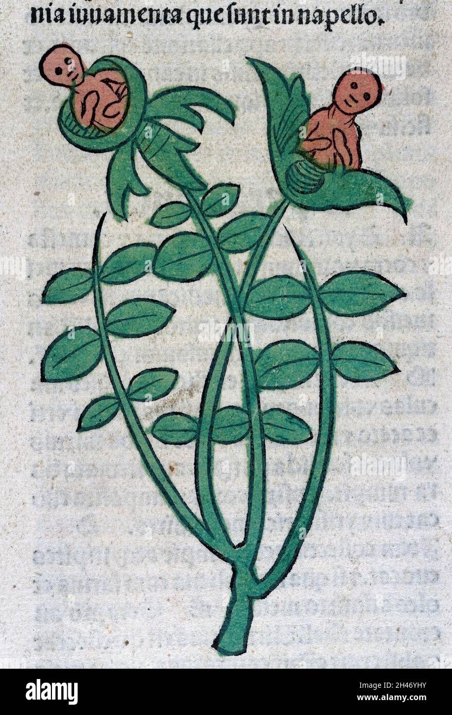A plant with two children growing out of the buds., woodcut Stock Photo ...