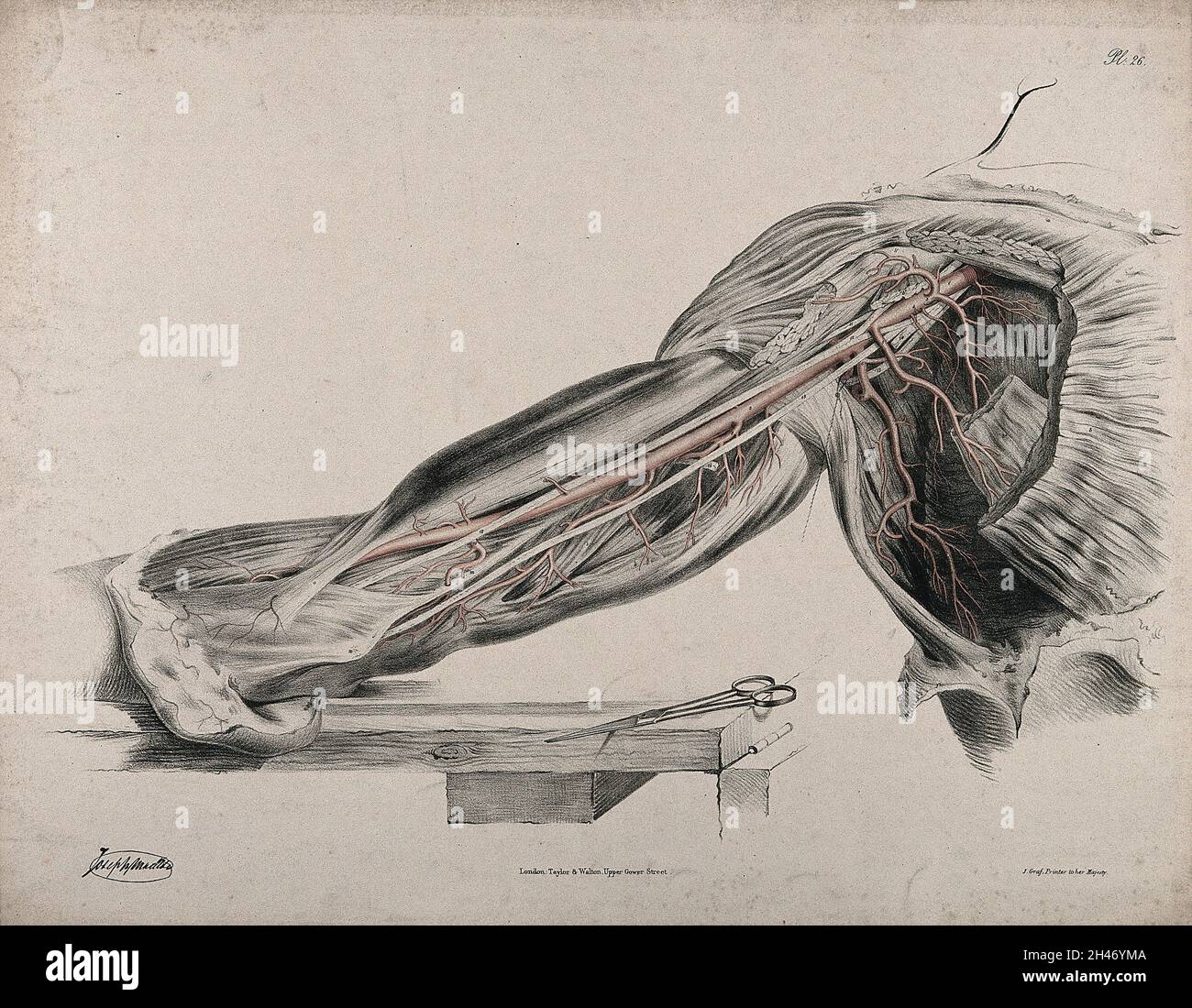 The circulatory system: dissection of the upper arm, shoulder and ...