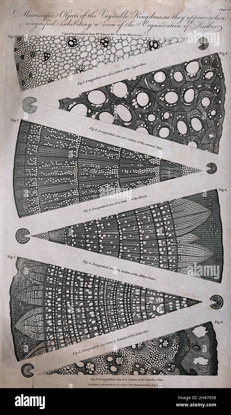 Transverse sections of the wood and stem anatomy of sugar cane, common ...