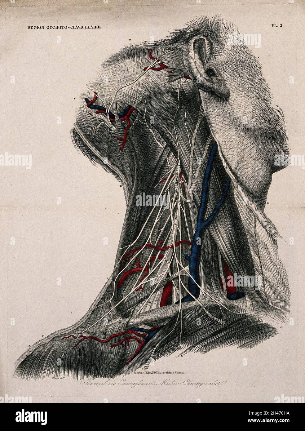 Neck and head: dissection, with the blood-vessels and nerves of the ...