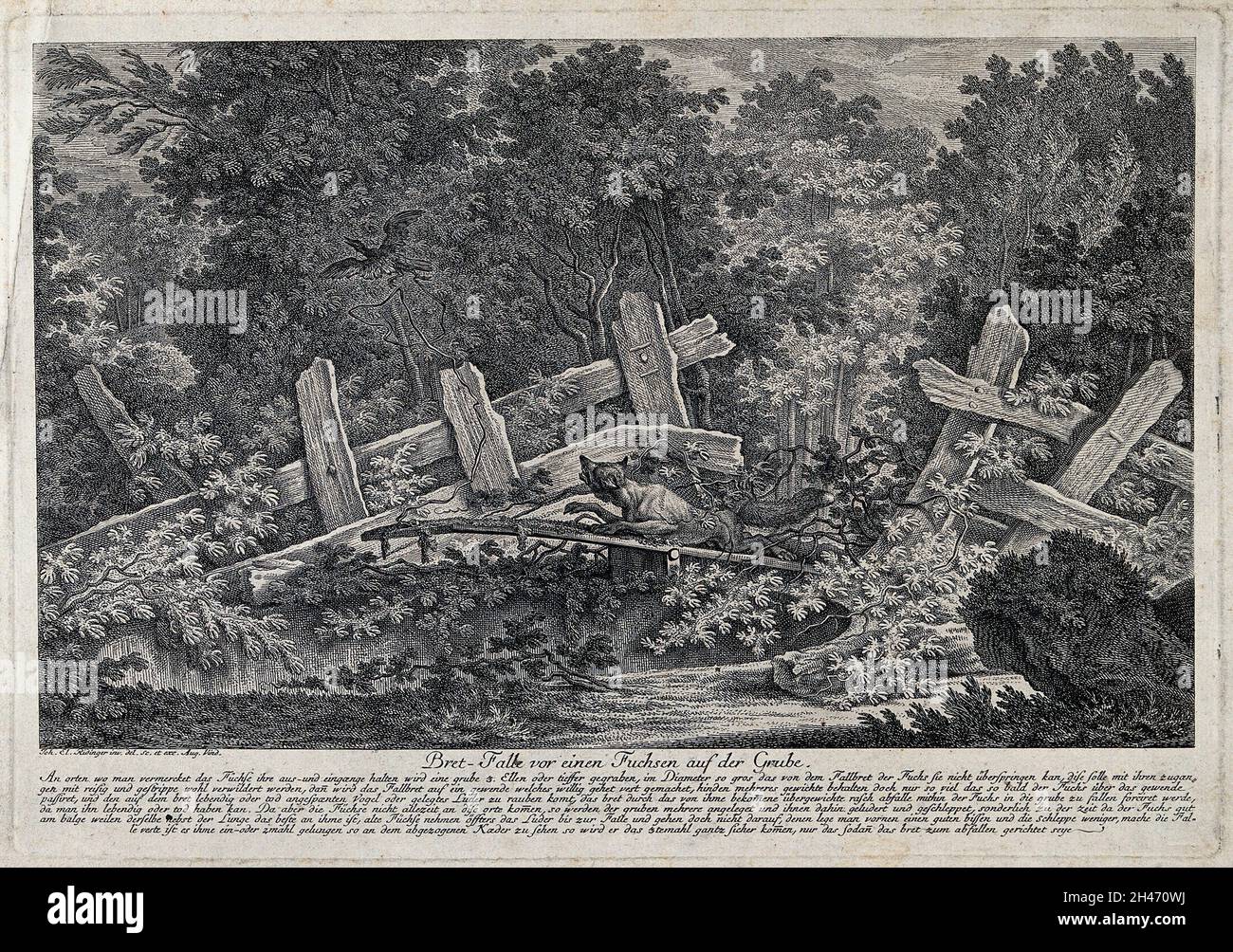 A fox about to fall into a pit-trap disguised with shrubwood. Etching ...