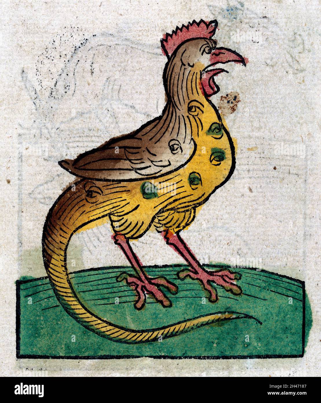 Cockrel hi-res stock photography and images - Alamy