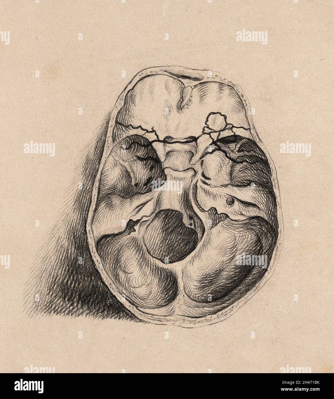 A cross-section through a skull revealing the cavities within. Charcoal ...