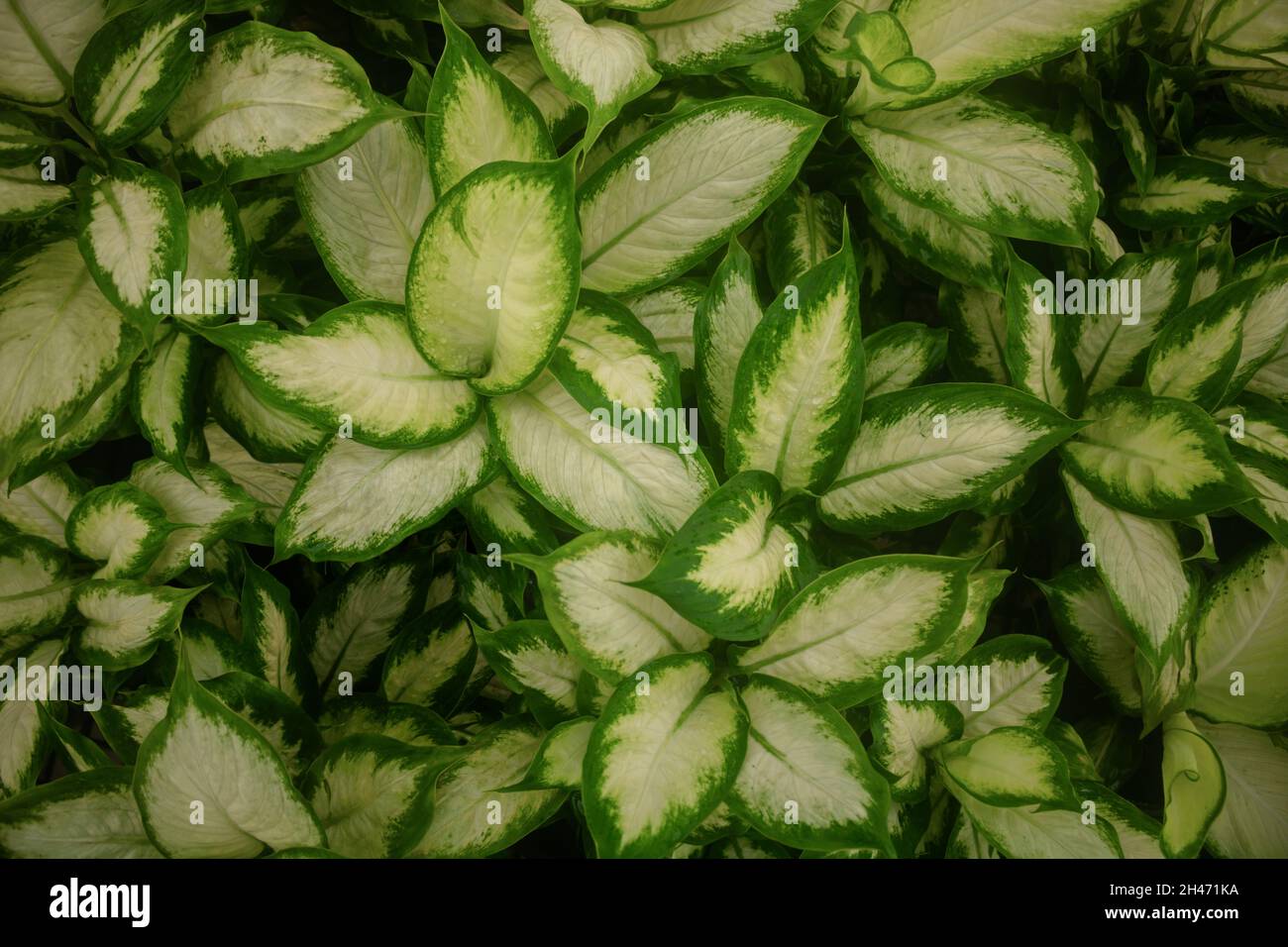 Camille plant leaf hi-res stock photography and images - Alamy