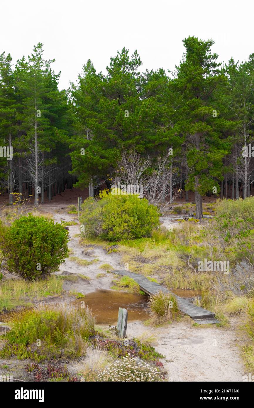 Vertical shot of a wooden bridge over a river in a forest in Cape Town ...