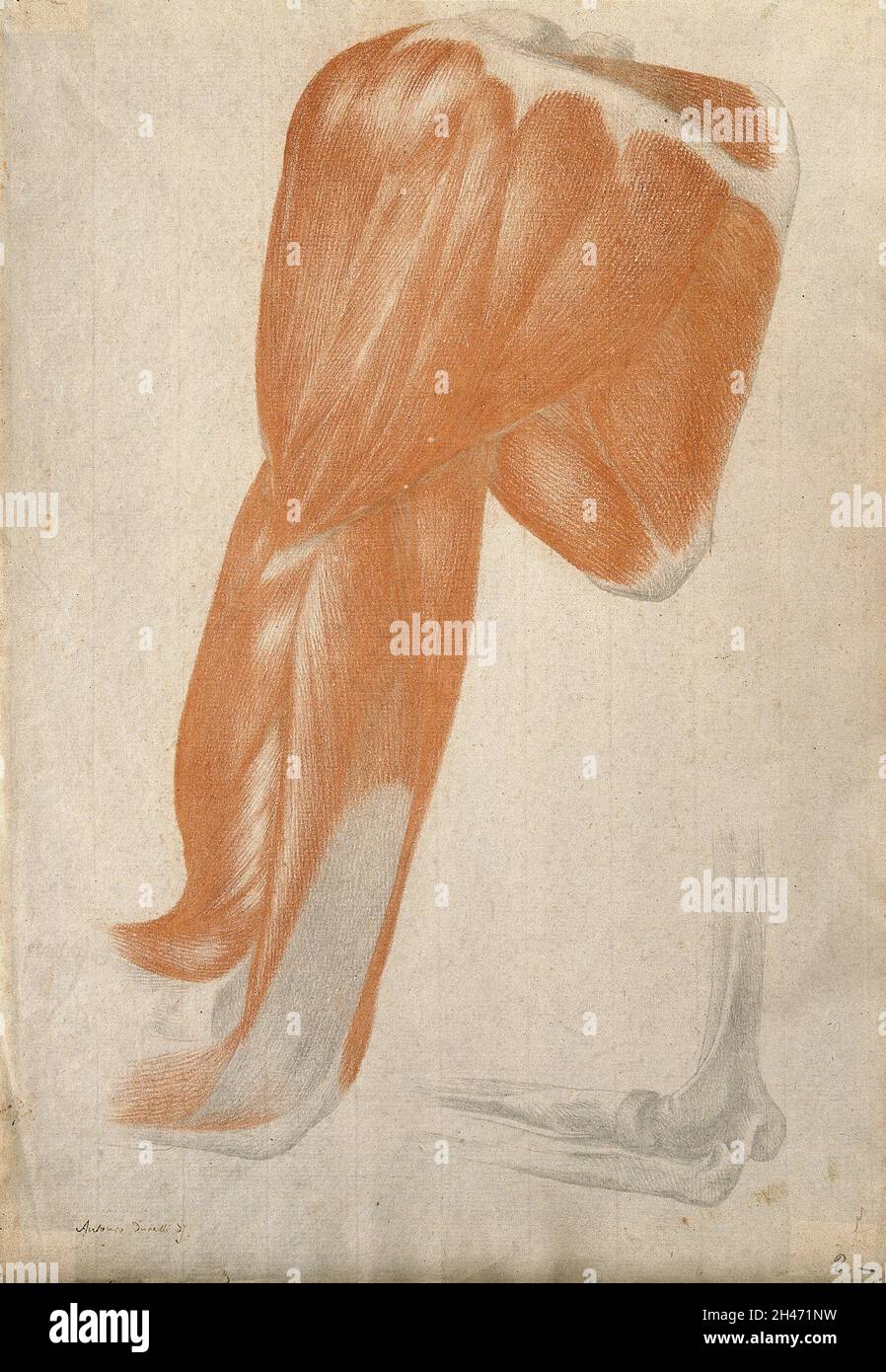 Muscles and bones of the upper arm, shoulder and elbow: two figures ...