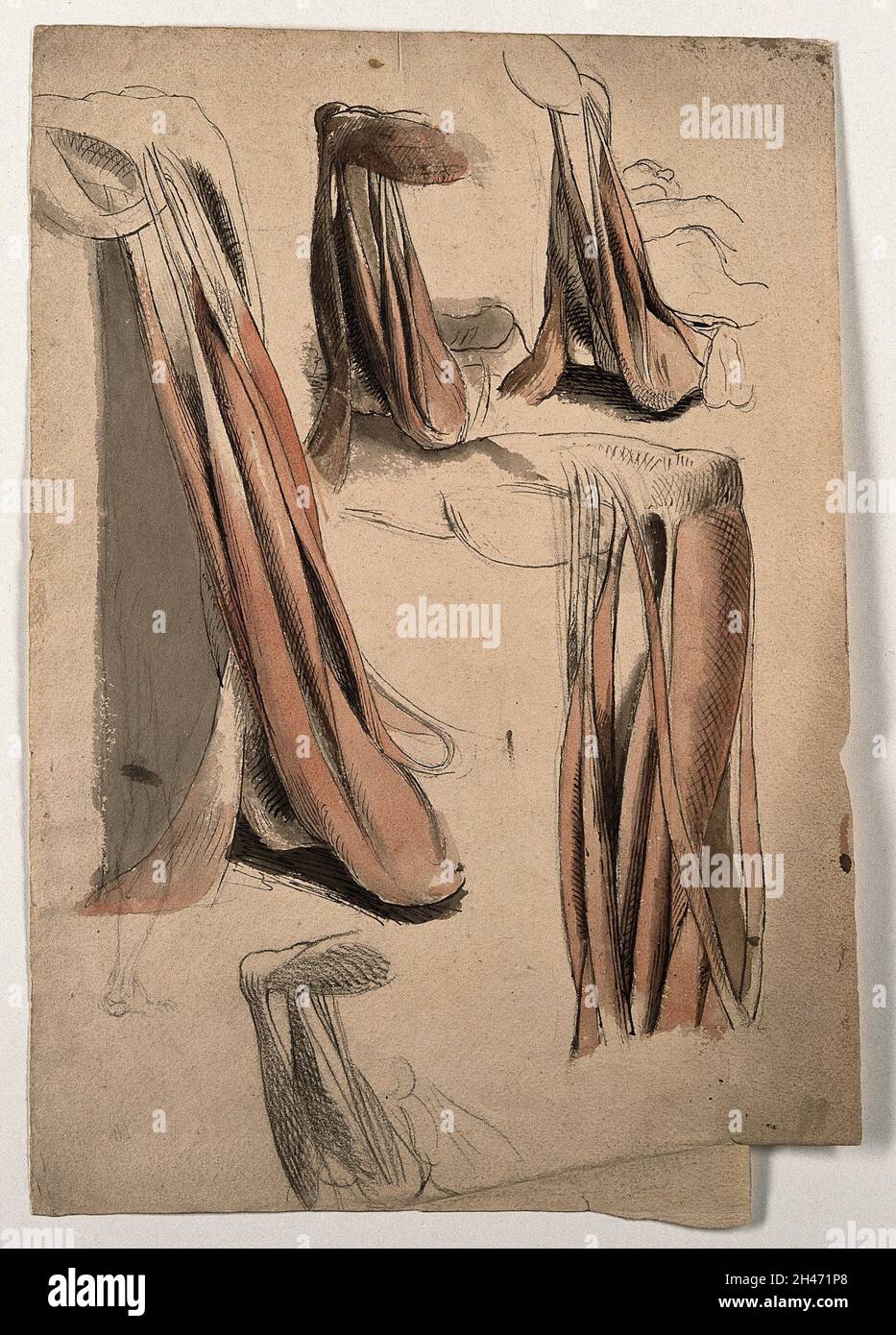 The muscles and tendons of the leg and the arm (?). Pen and ink, with ...
