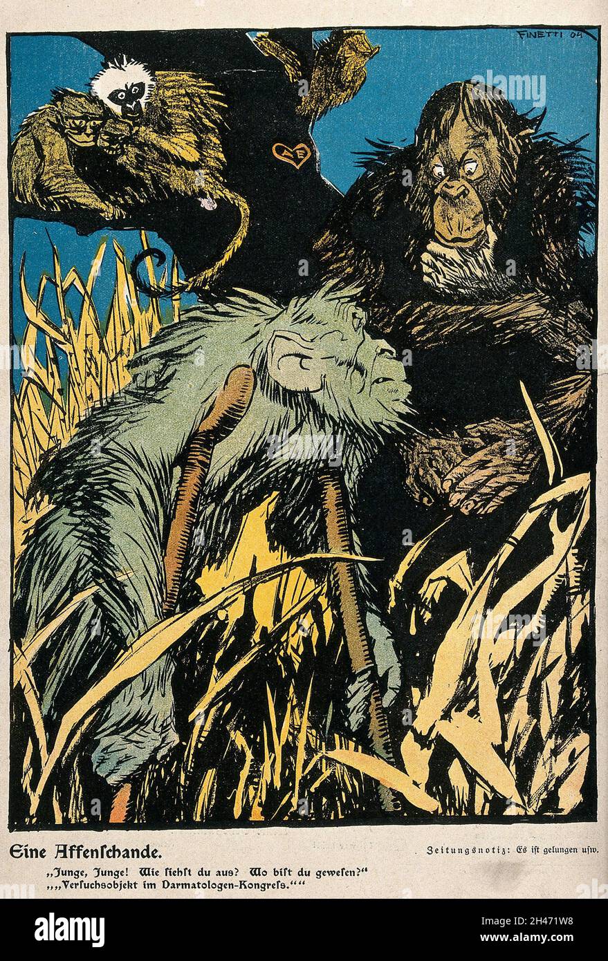 An unkempt monkey on crutches tells his mates that he has returned from ...