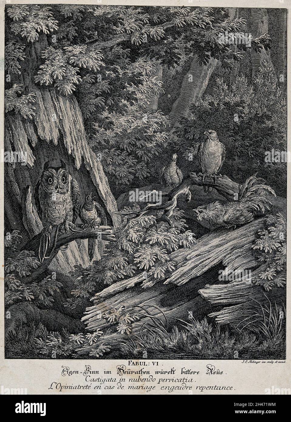A magpie and an owl are sitting on a branch in a forest, tied to each ...
