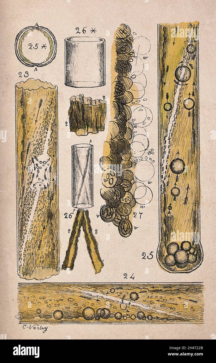 Microscope drawings of plant cells in glass tubes. Coloured lithograph ...