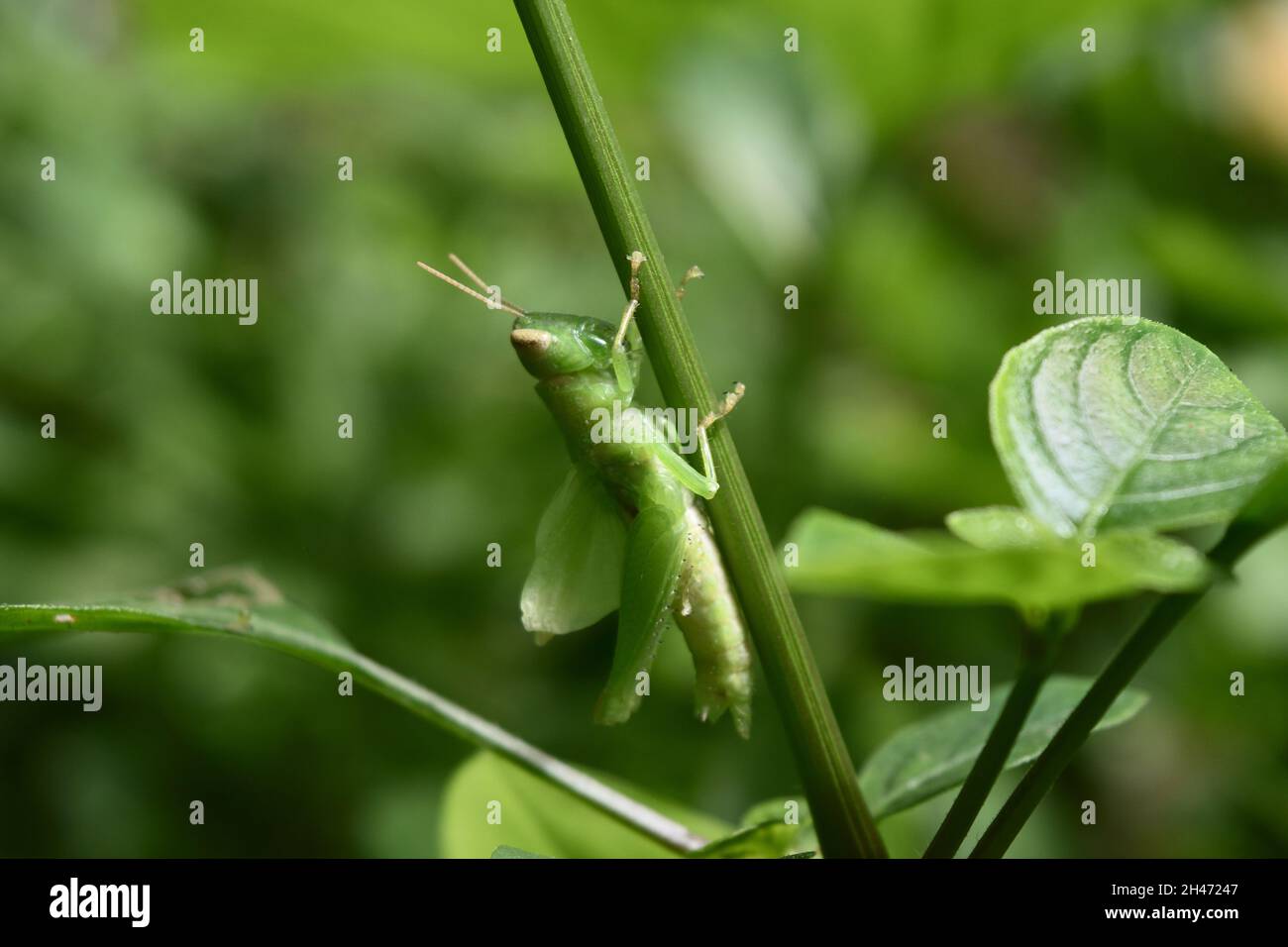 Grasshopper on tree with natural green background, Insect pests in ...