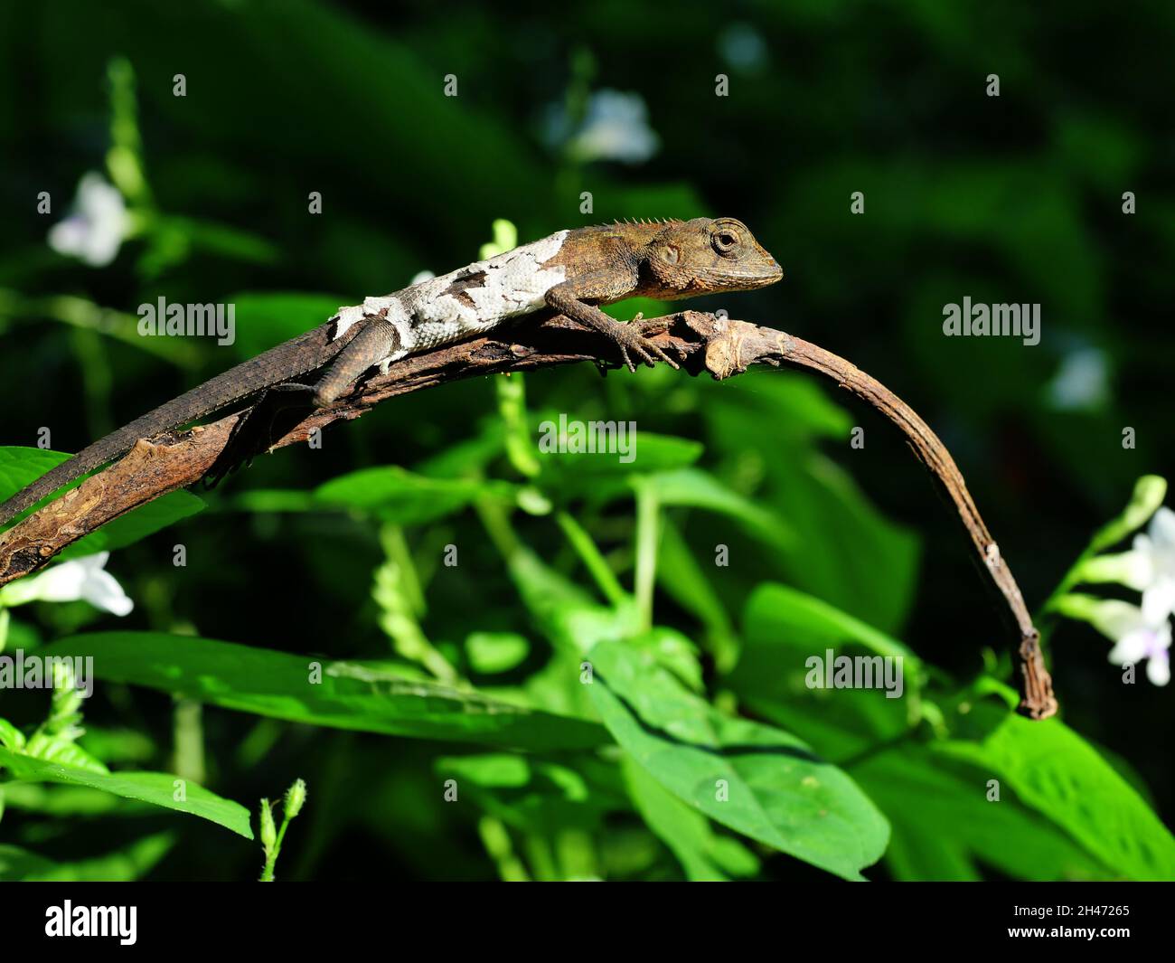 Molting dragon hi-res stock photography and images - Alamy