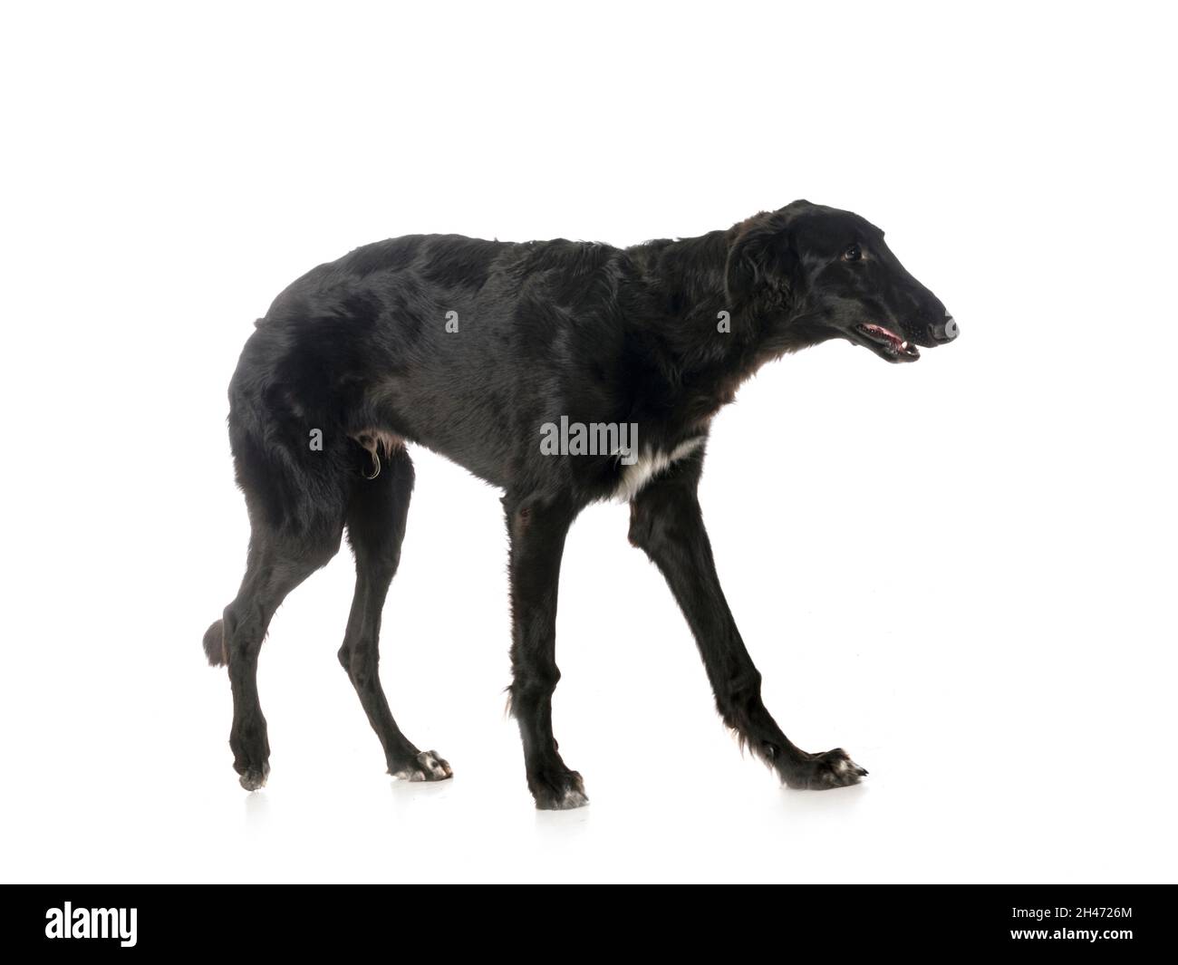 young borzoi in front of white background Stock Photo - Alamy