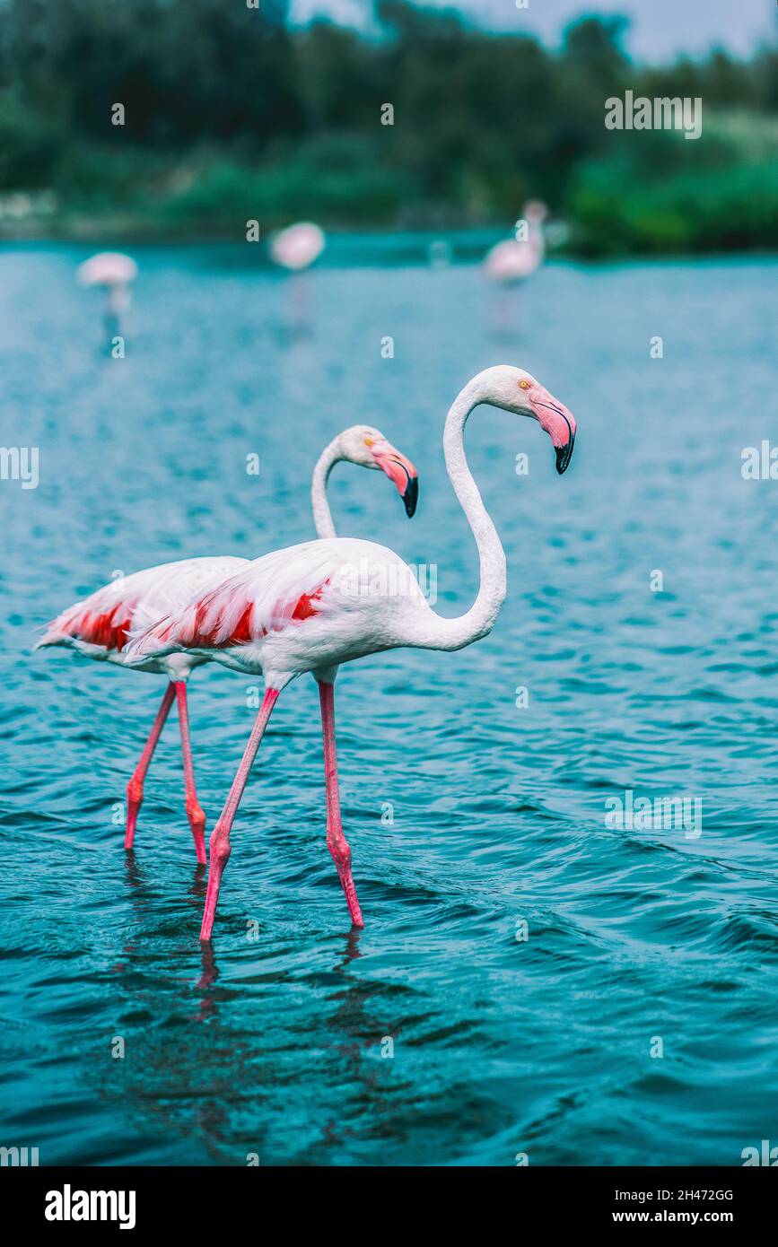 Flamingo standing on one foot hi-res stock photography and images - Alamy