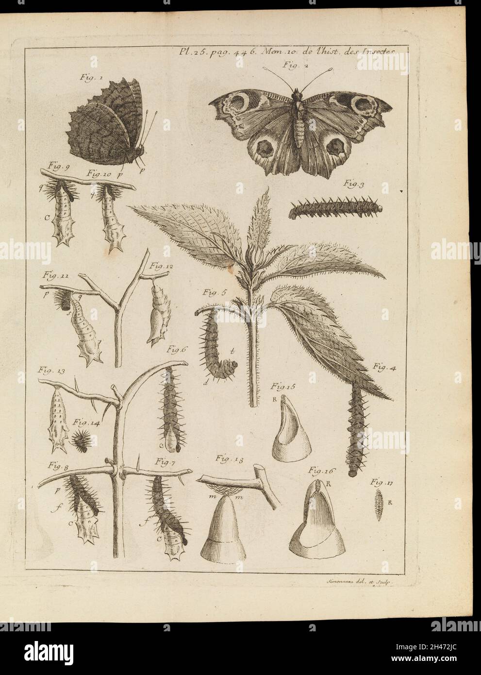 Plate 25, Illus. of cycle from catepillar to butterfly Stock Photo - Alamy