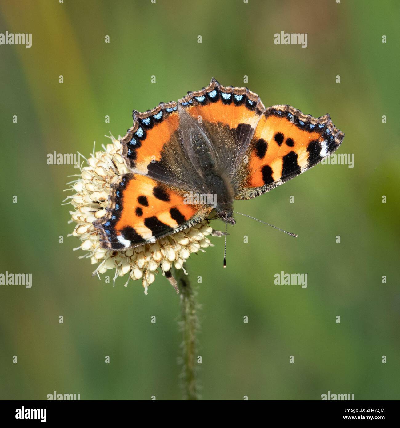 Small Tortoiseshell (Aglais urticae) butterfly Stock Photo - Alamy
