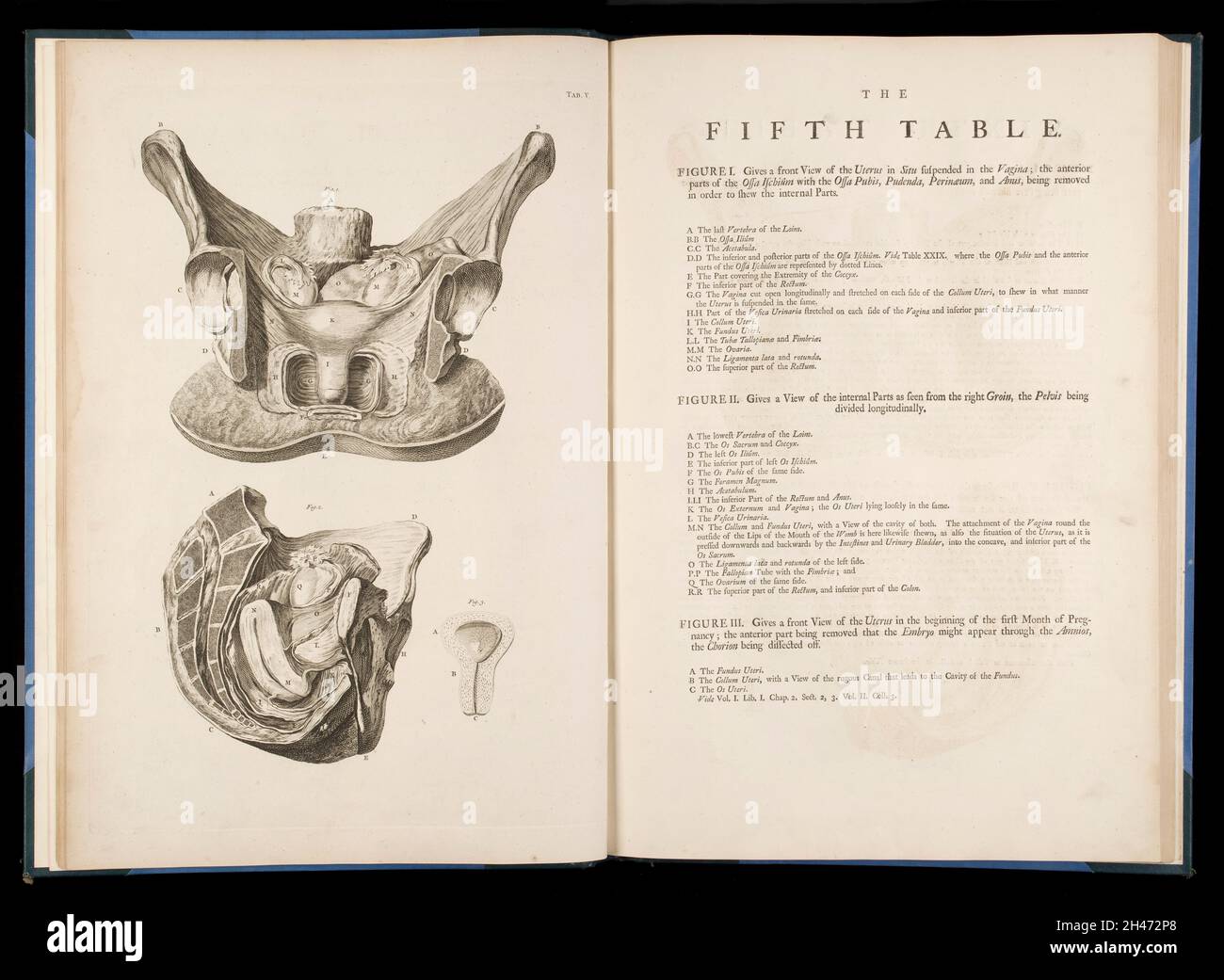 Detailed anatomical diagram from hi-res stock photography and images ...