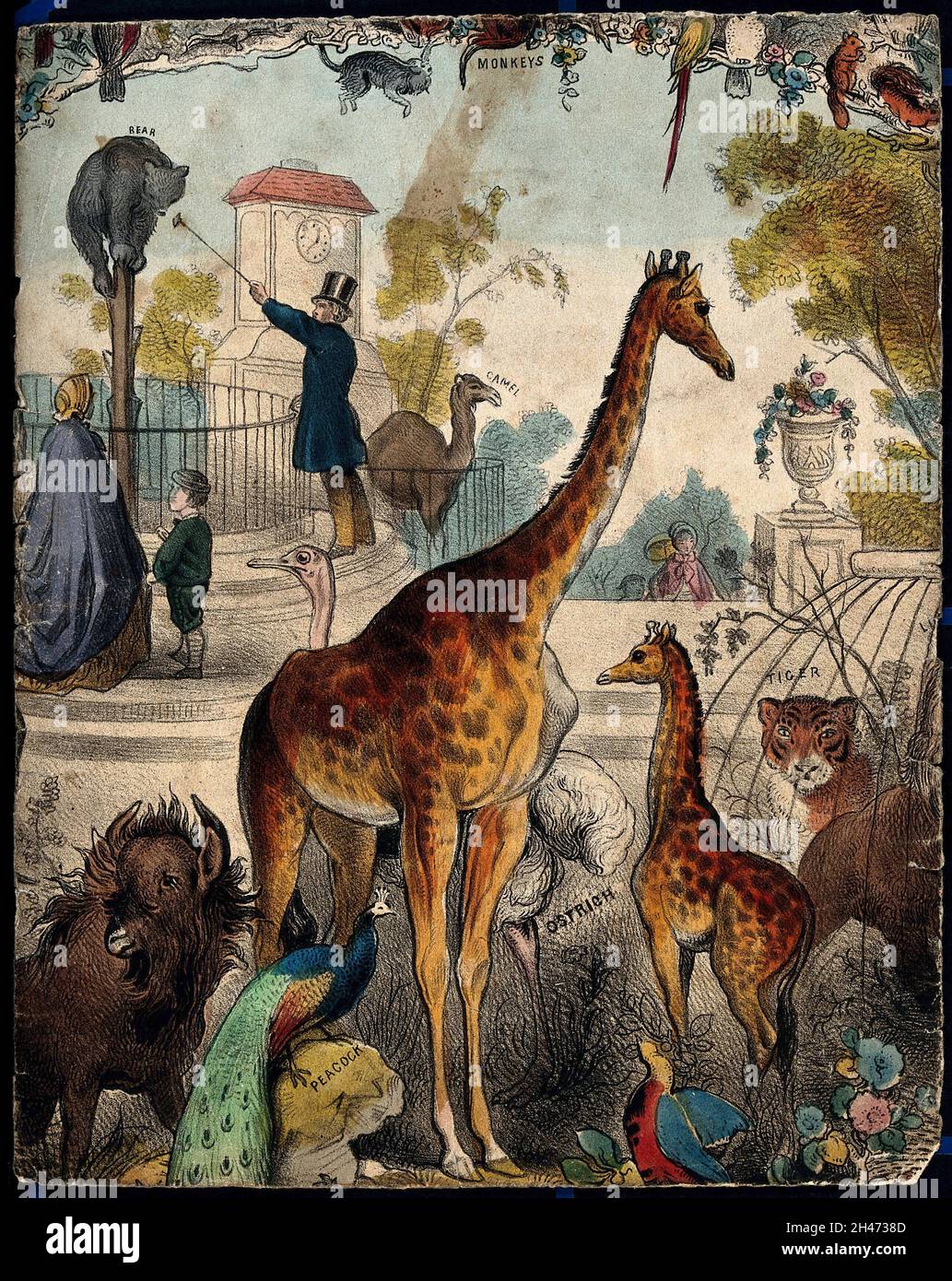 A zoo with giraffes, tigers, and a peacock. Coloured lithograph Stock ...