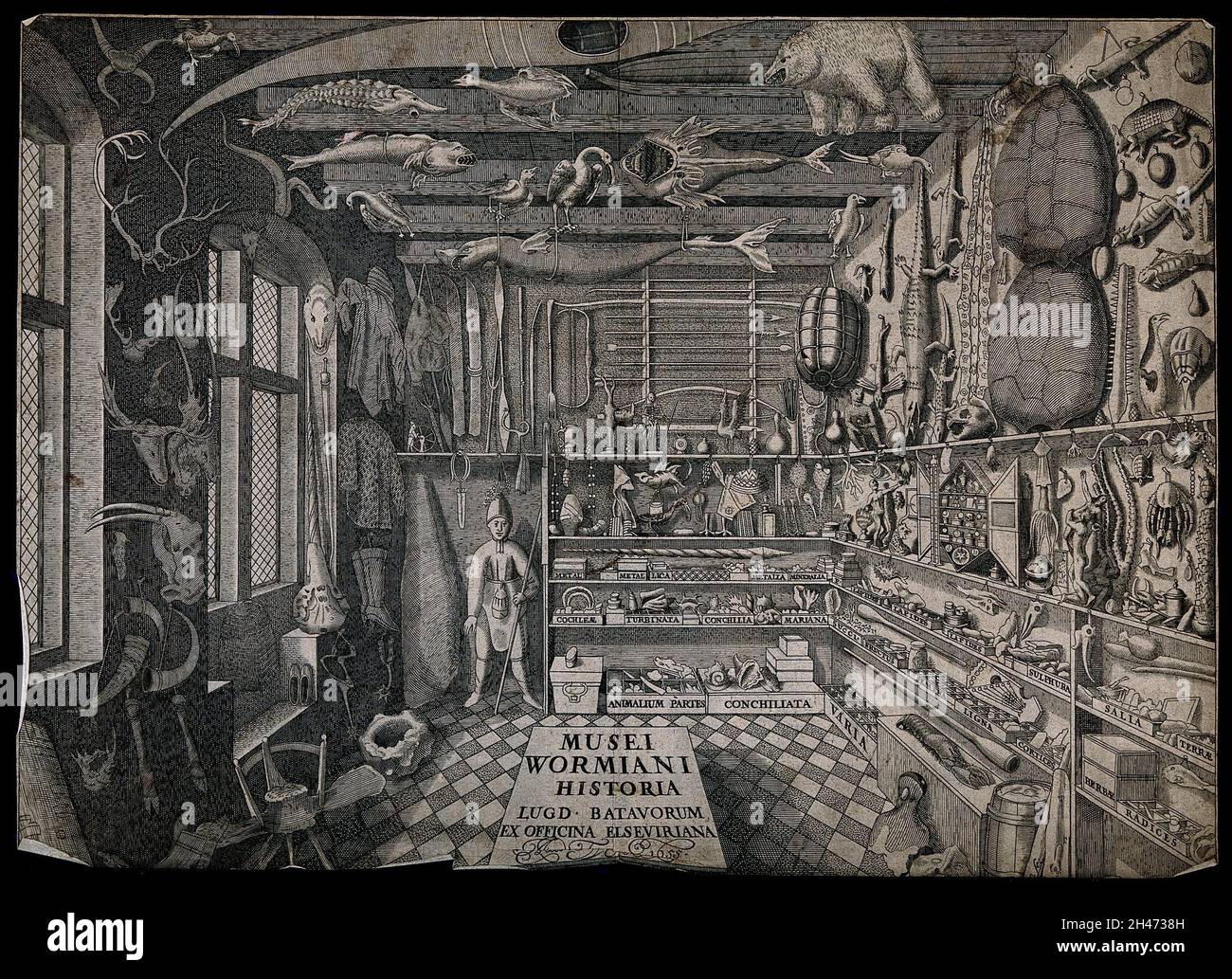 The museum of Ole Worm, Copenhagen: interior. Engraving, 1655 Stock ...